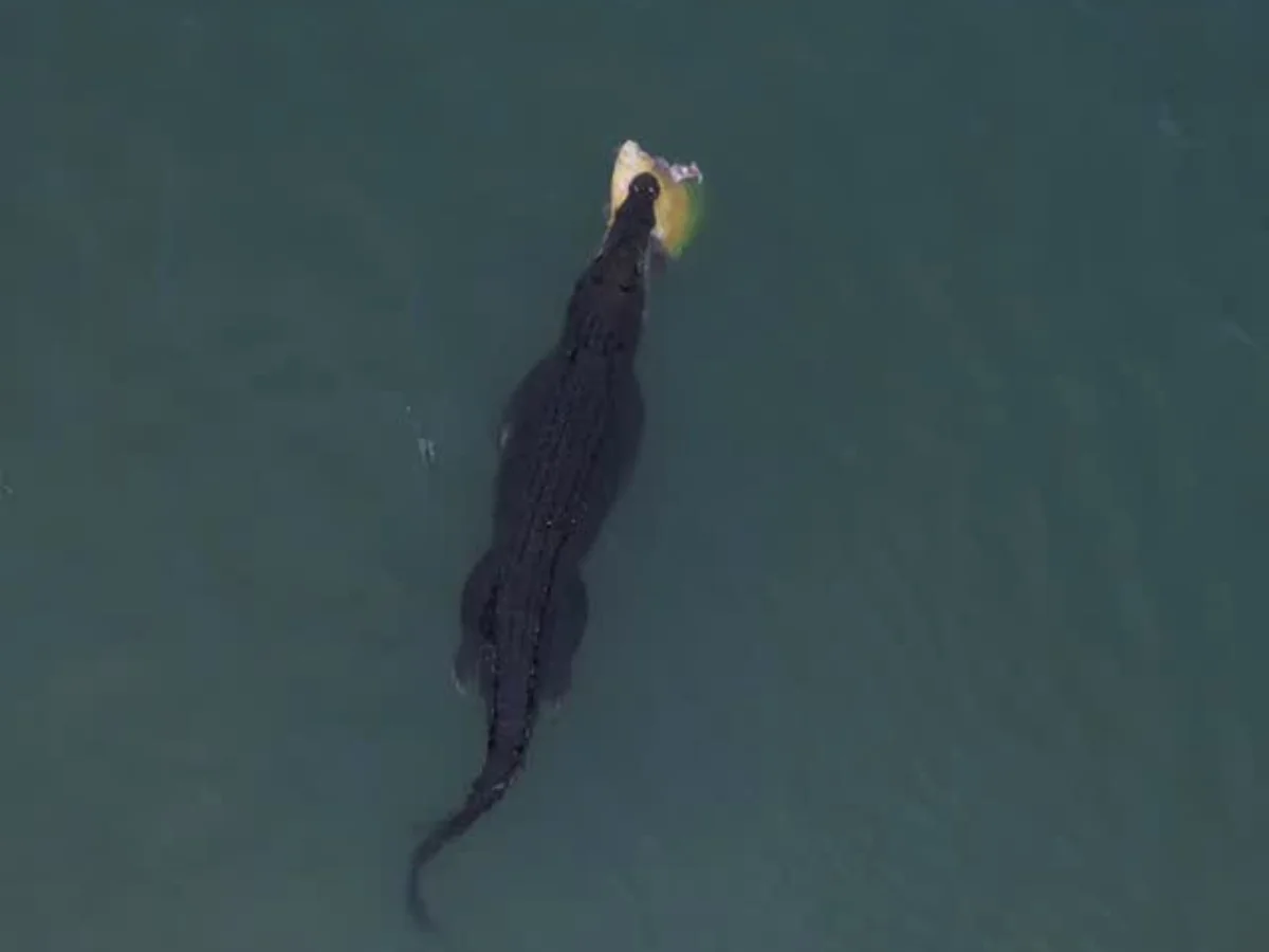 Flagra impressionante mostra um crocodilo devorando uma tartaruga ...