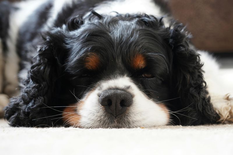 7 Dog Breeds That Sleep All Day And 6 That Never Seem To Run Out Of Energy