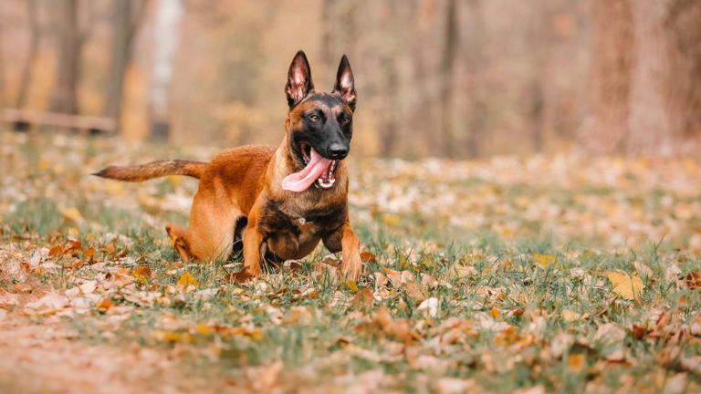 Is A Smart, Athletic Belgian Malinois The Right Dog For You?