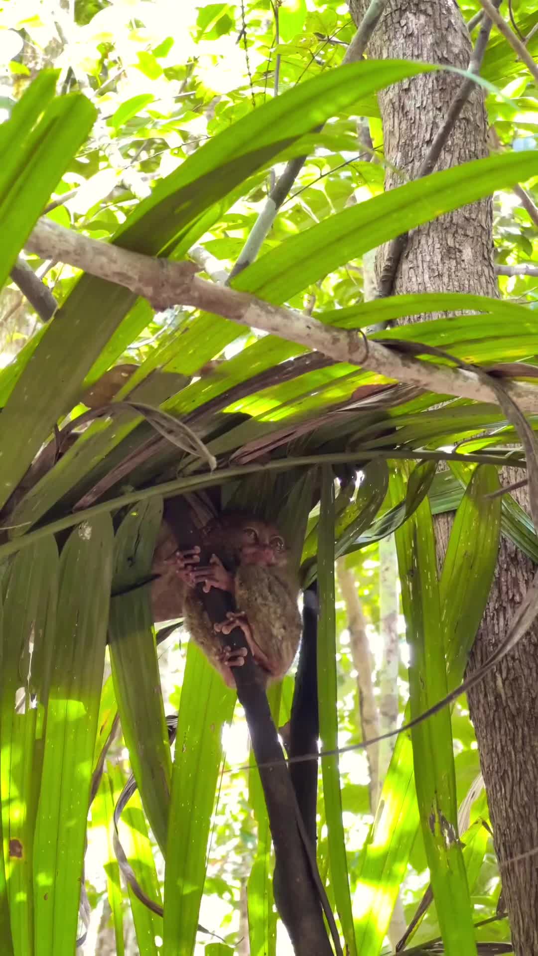 Can't believe I saw this cute TARSIER in Bohol 😱🇵🇭 #shorts