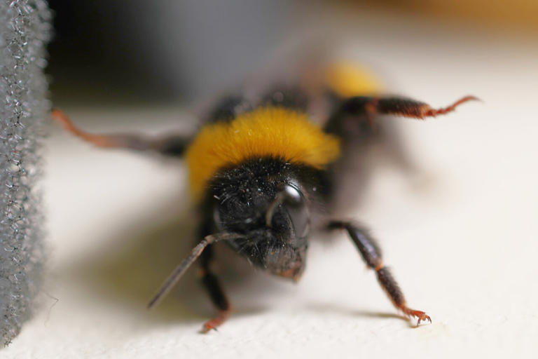 Bumble bees launch a three-stage defensive response when their nest is ...