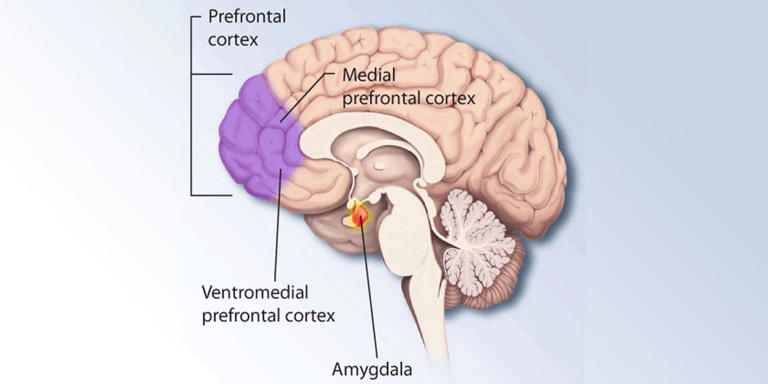 Distinct neural pathways allow the prefrontal cortex to fine-tune ...