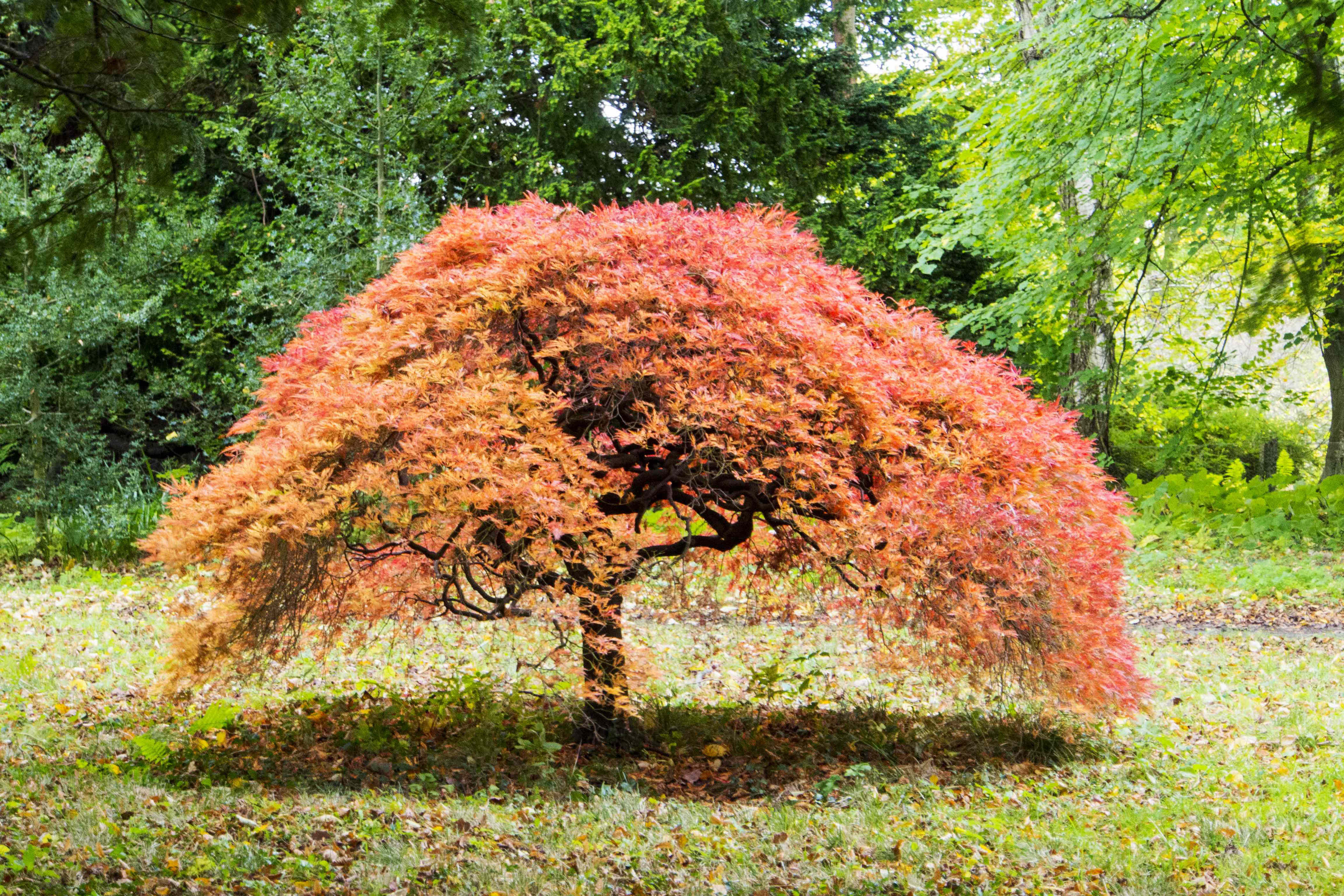 Should you prune your Japanese maple tree in winter?