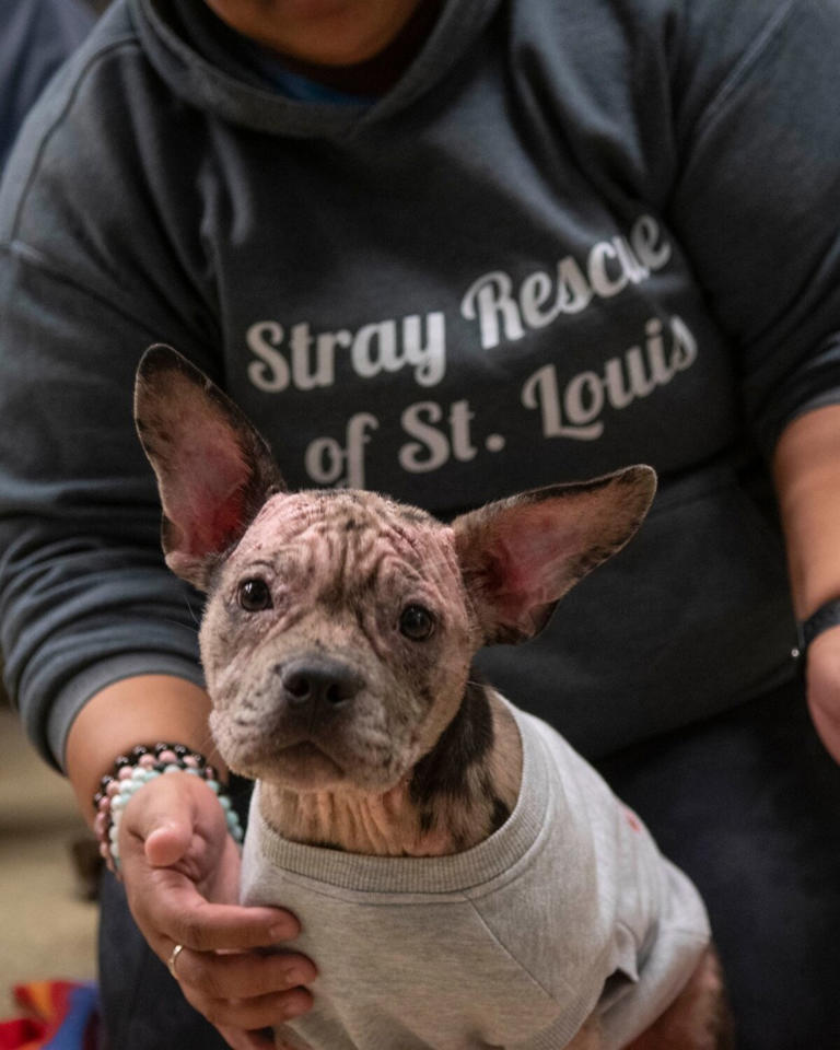 Puppy with pink, cracking skin looks completely different after just ...