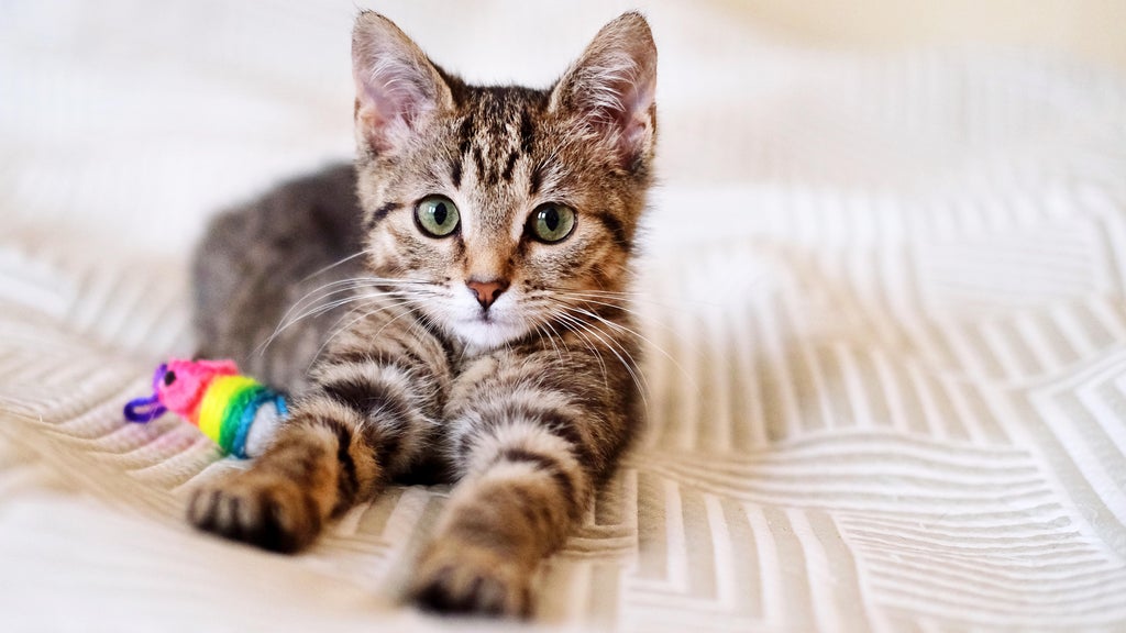 California ban on cat declawing to take effect in 2026