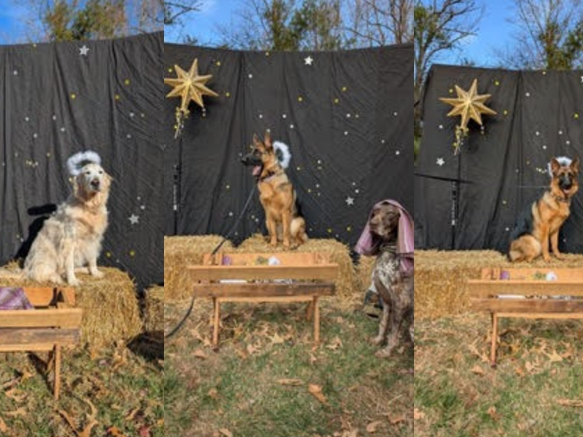 Puppy nativity returns as unique Christmas tradition at Vienna church