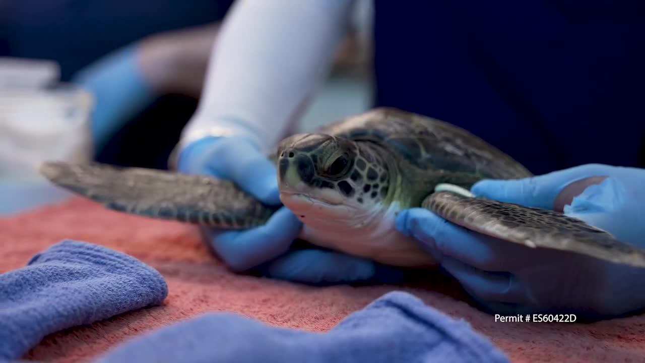 Mystic Aquarium receives more than a dozen cold-stunned sea turtles for ...