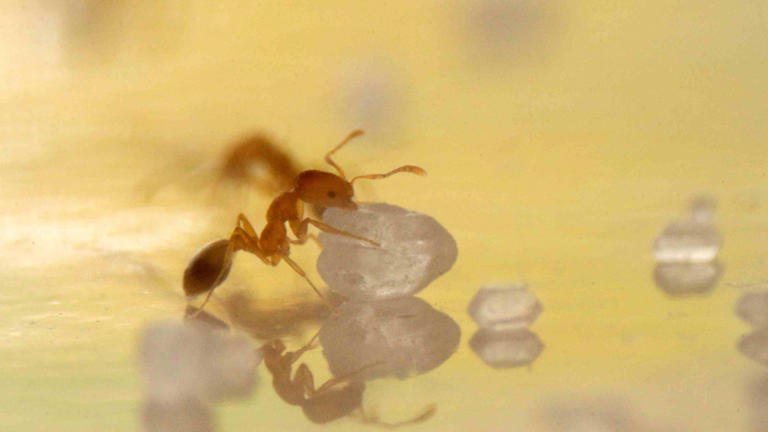 Pesky insects: How to deal with pharaoh ants in your home