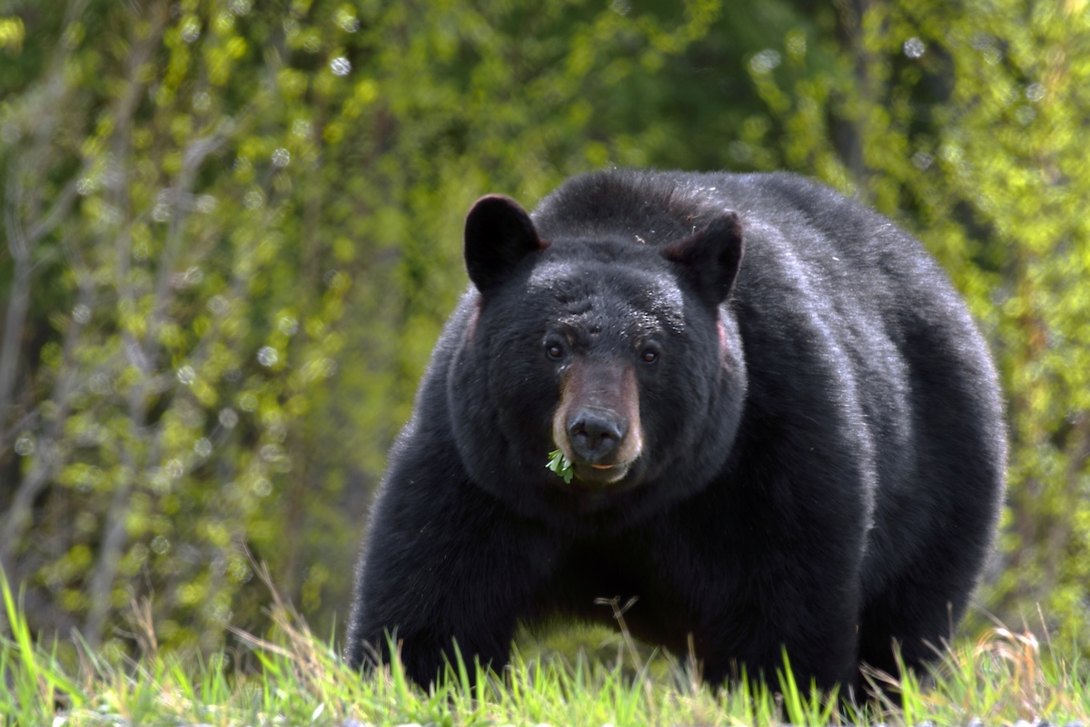 Watch: Huge bear raids truck for treats, man screams at it