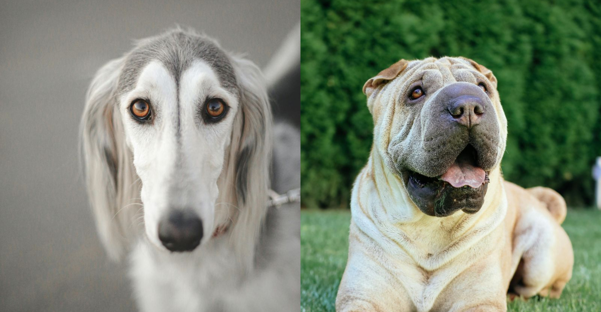 17 dog breeds I wouldn’t get for my family
