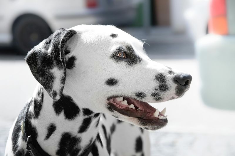 17 dog breeds I wouldn’t get for my family