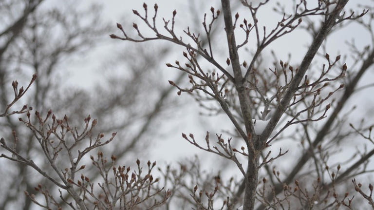 Don't wait: 10 plants to prune in December for a healthier spring garden