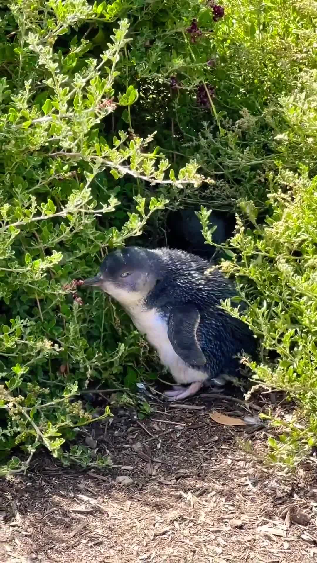 Can't believe I saw this cute fairy penguin in Tasmania! Cruising w ...
