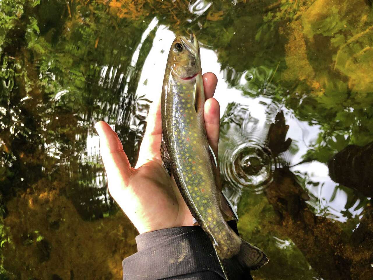 Connecticut adds minimum size limit for brook trout as species faces ...