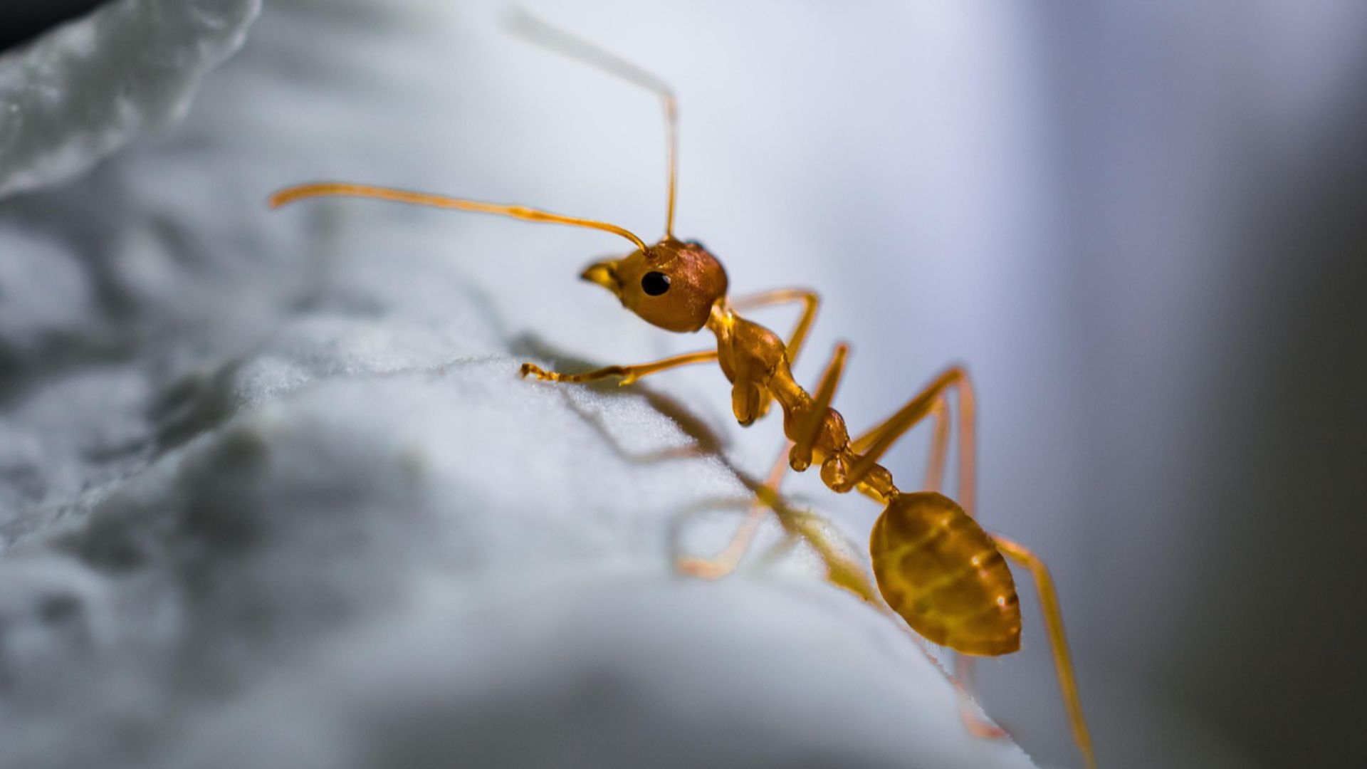 Pesky insects: How to deal with pharaoh ants in your home