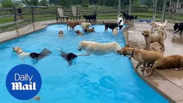 Dozens of dogs enjoy a swim at Michigan dog day care