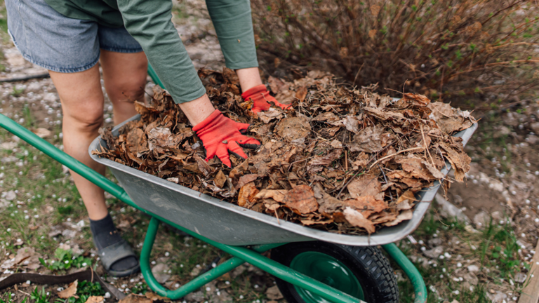 Stop tossing your raked leaves. Here’s how to use them as mulch for a ...