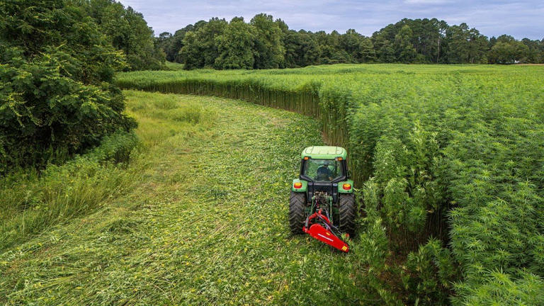 Chicago aldermen advance ordinance to restrict hemp sales