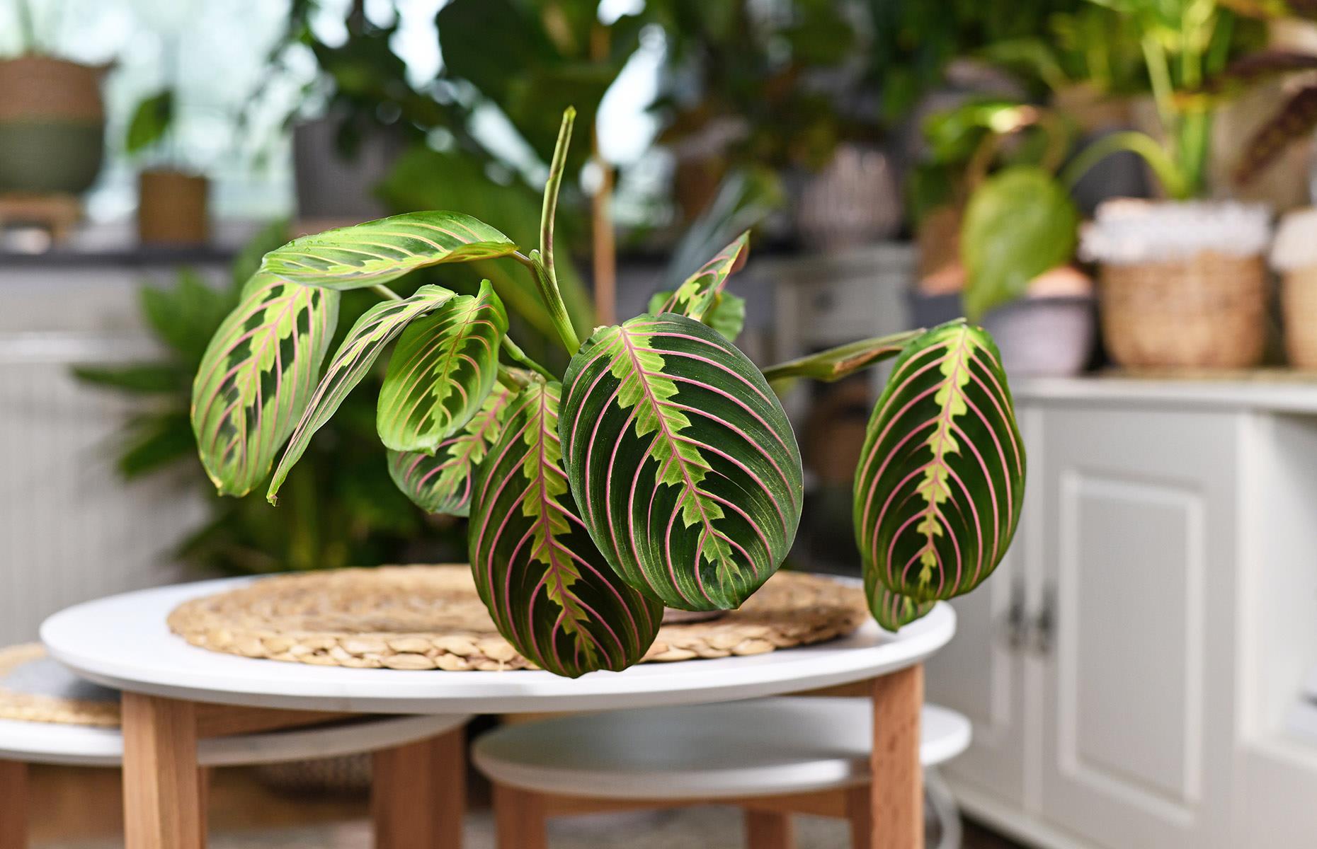 Houseplants so easy they practically care for themselves