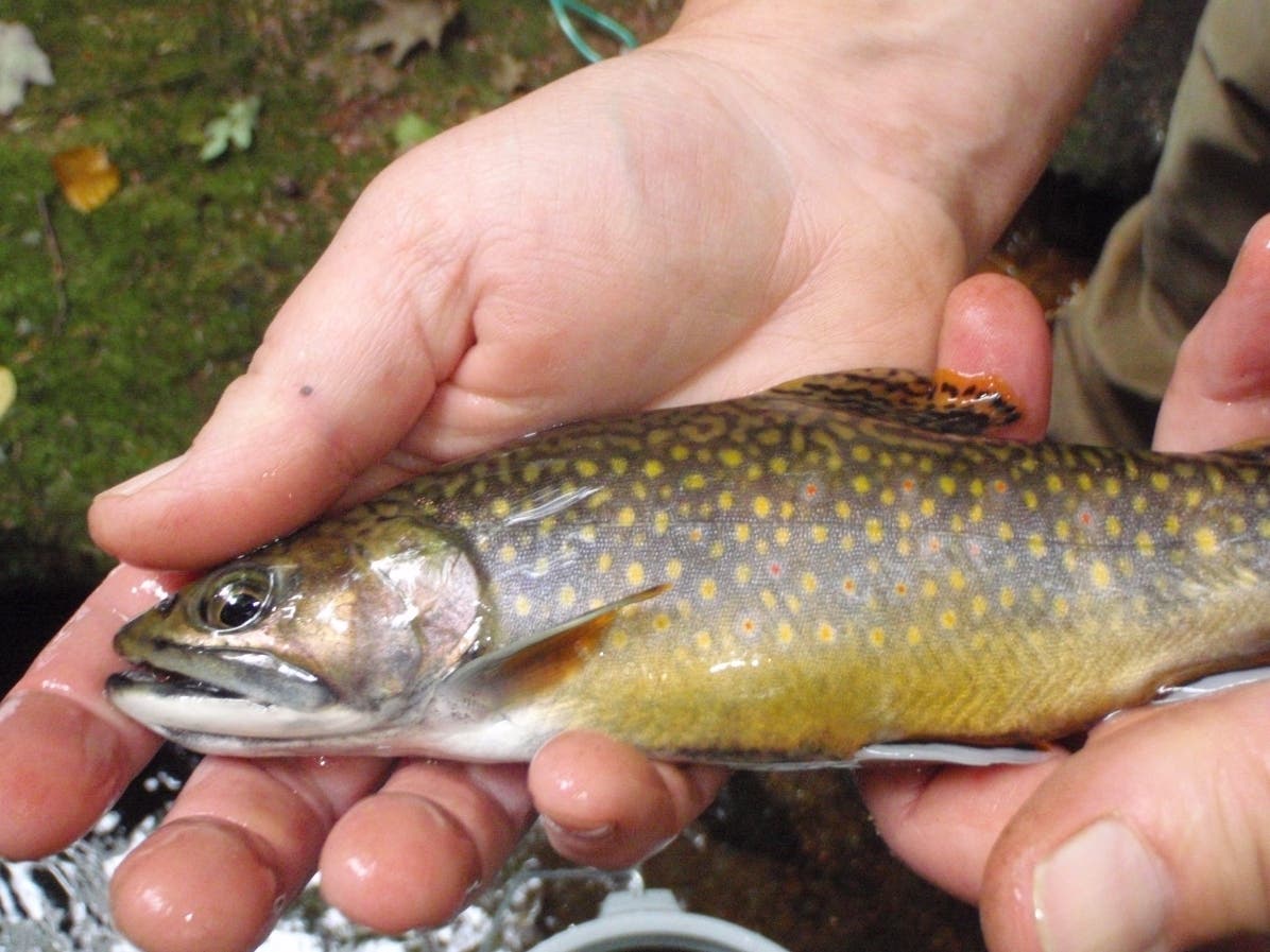 Connecticut DEEP updates inland fishing rules to protect brook trout ...
