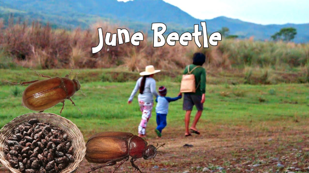 How to catch and cook wild June beetles: Authentic Ilocano provincial ...