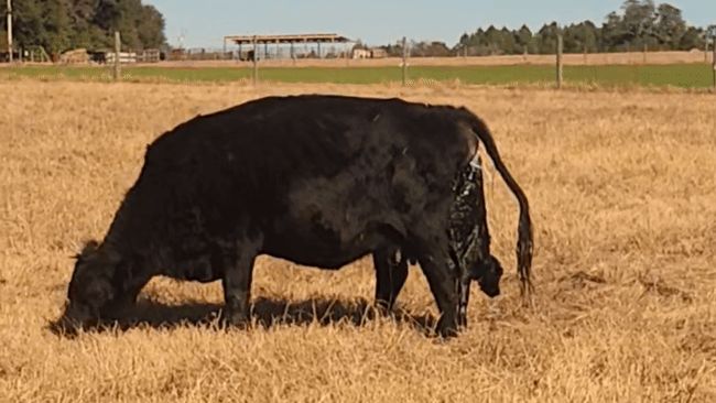 Bizarre moment nonchalant cow casually keeps grazing while giving birth