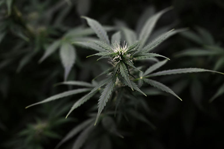 Pain 'worse than childbirth' linked to chronic marijuana use