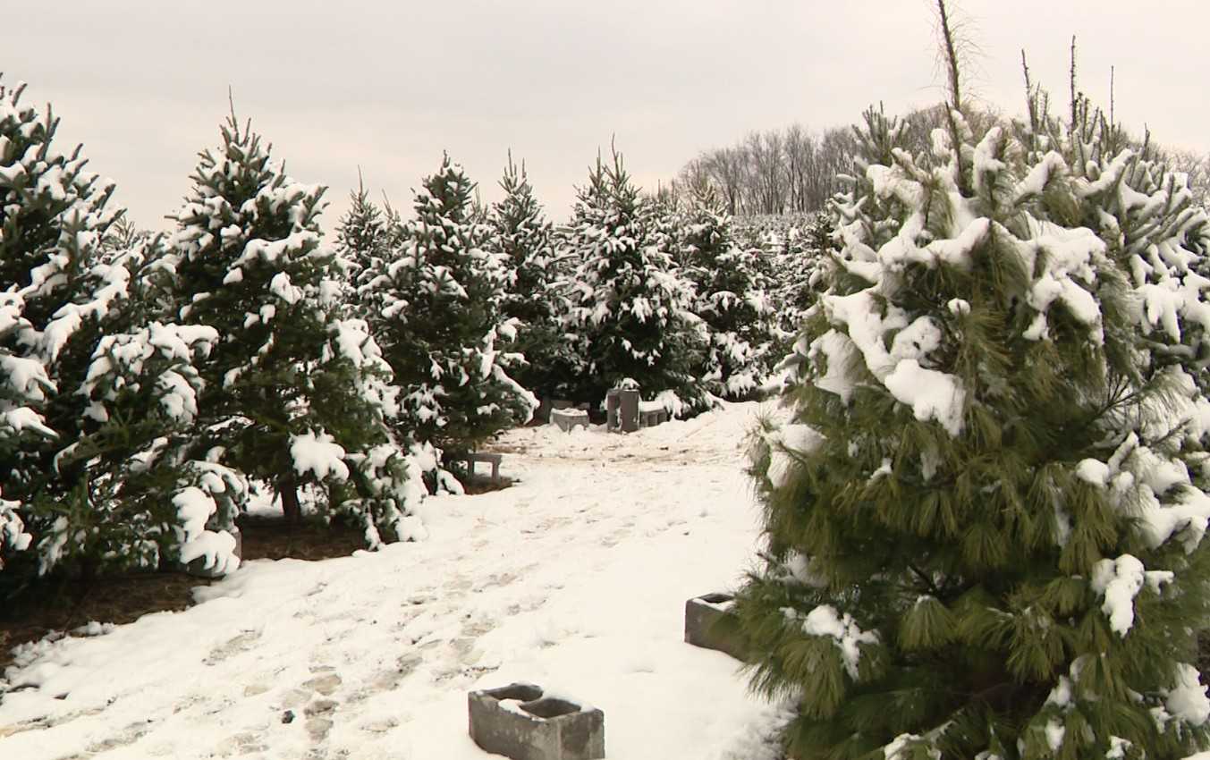Christmas tree recycling program 2025: Drop-off locations open in ...