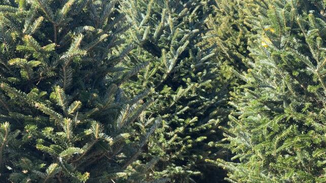 Real Christmas trees see boost as tariffs raise artificial tree prices