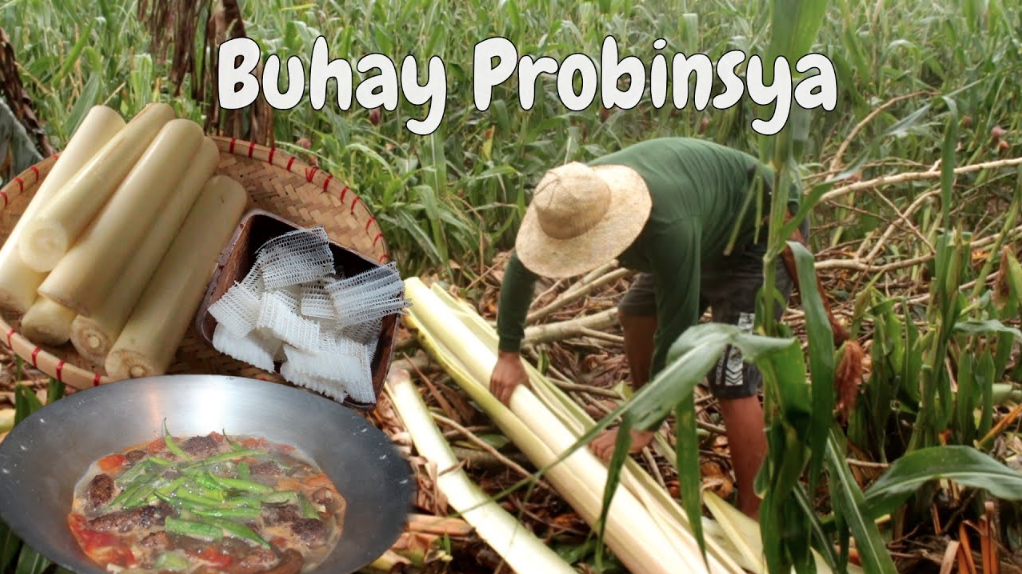Cooking ubod ng saging: A day in the peaceful Philippine countryside