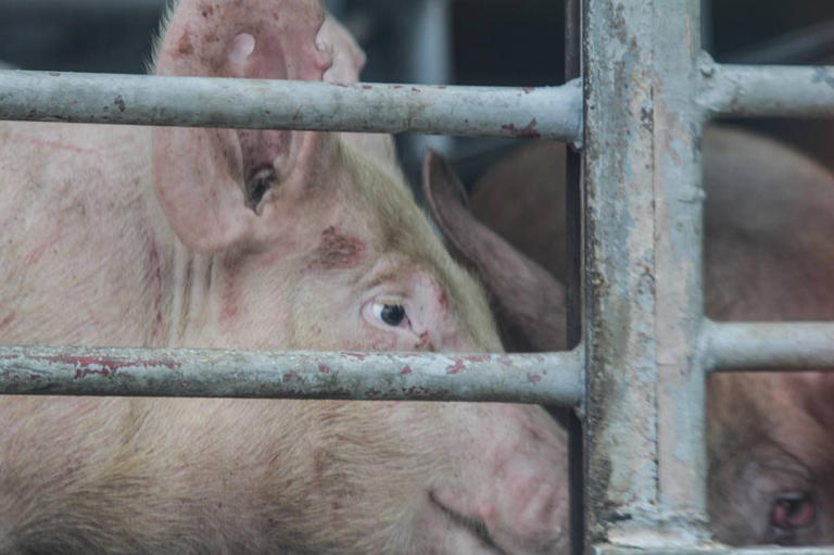ASF in Spain no bearing on PH pork supply