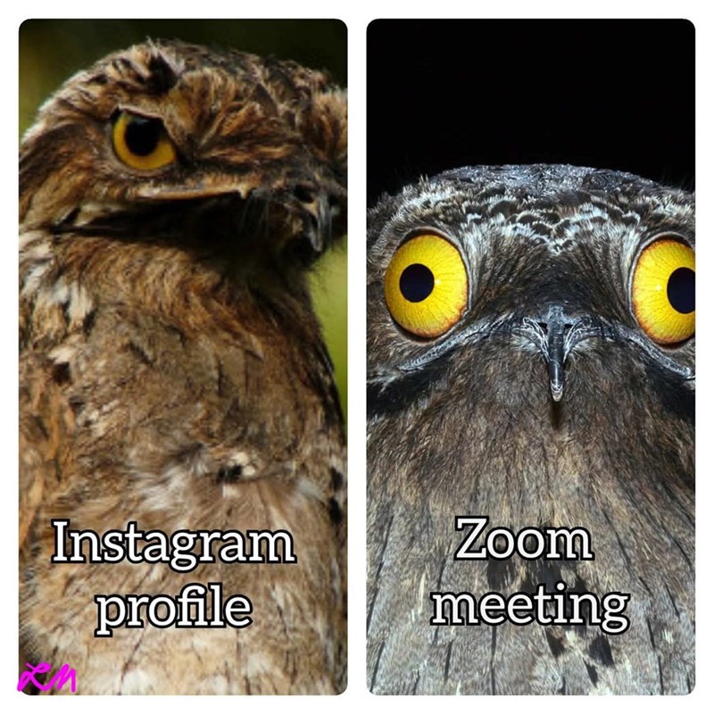 20 Bird Funnies to Fluff Up Your Funny Feathers for Winter
