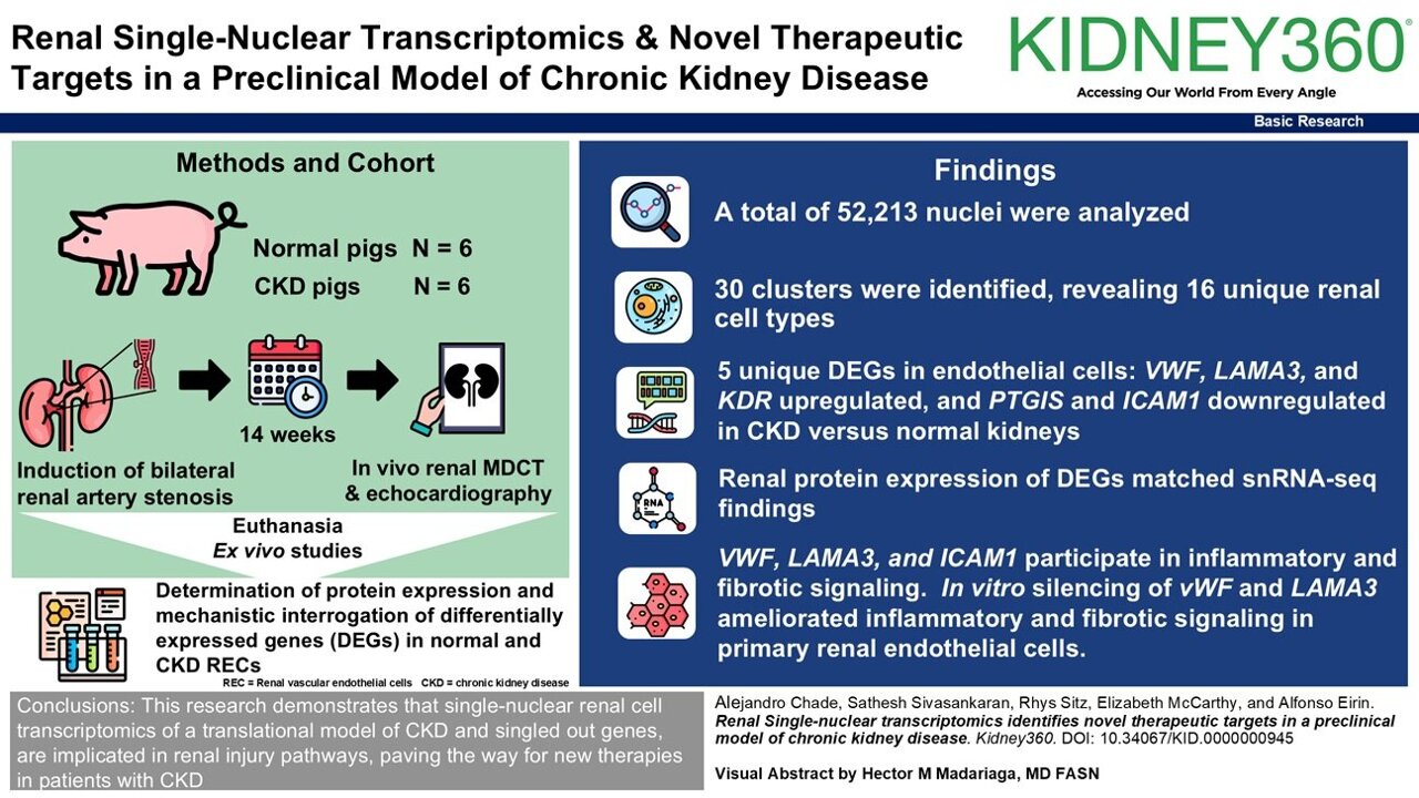 Possible therapeutic targets for kidney disease identified