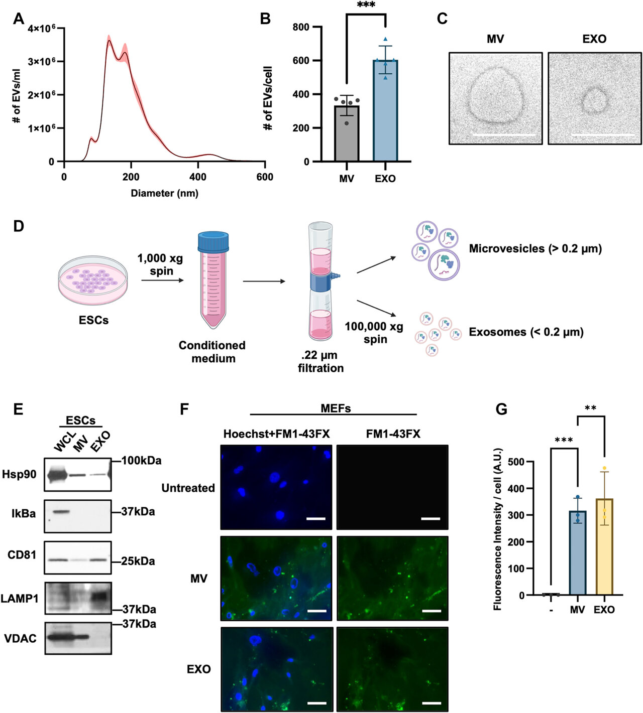 Extracellular Vesicles Key To Halting Aging