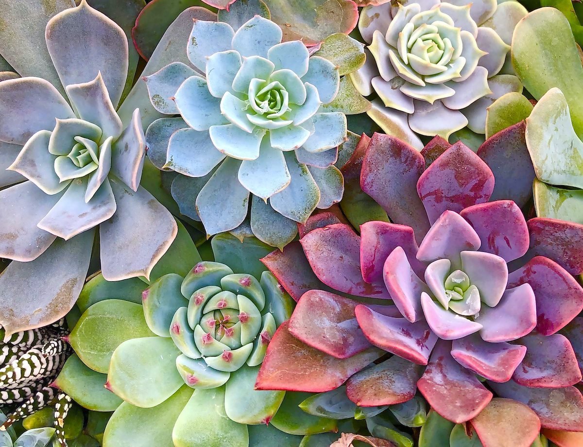 How to propagate succulents (for more free plants!)
