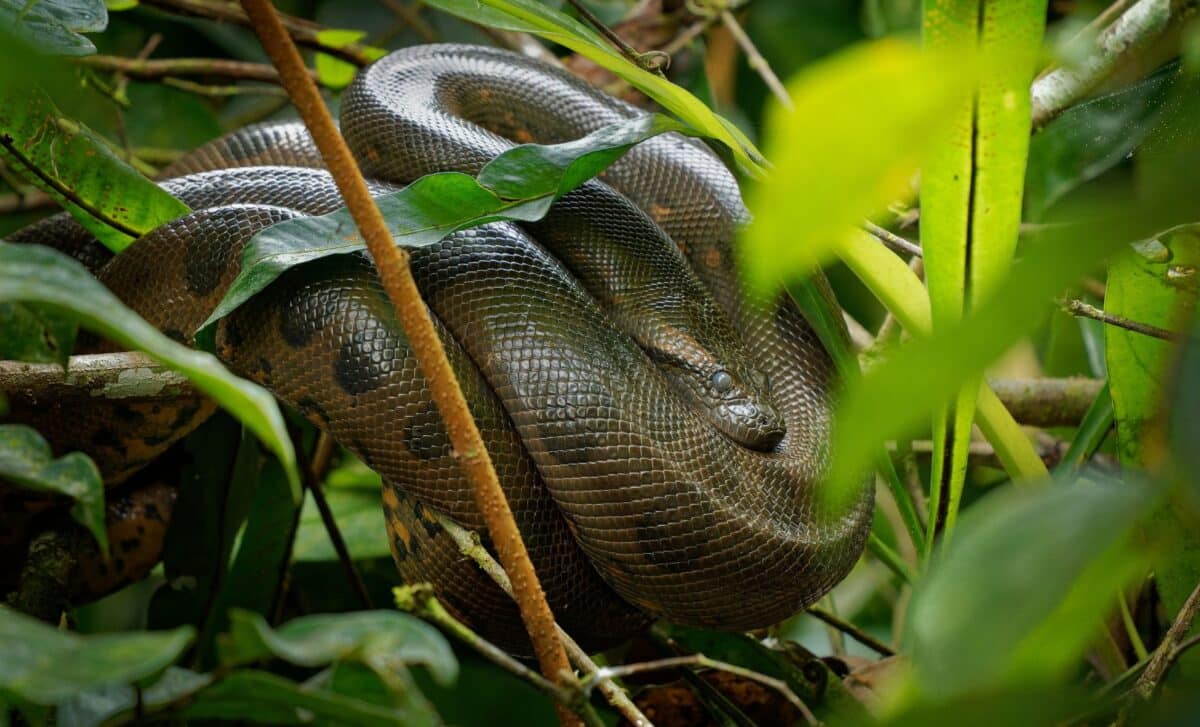 An Ancient Snake Fossil Has Just Been Identified, And It’s Nothing Like ...