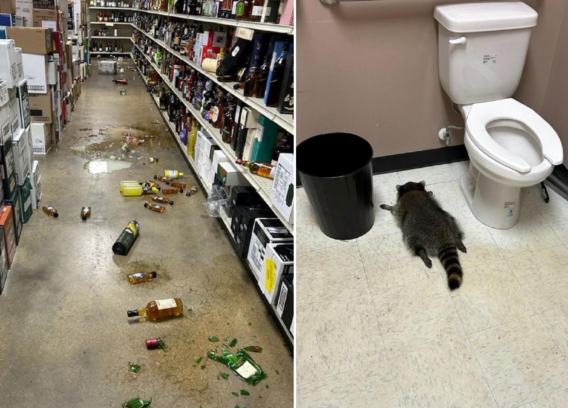 Il "ladro" nel negozio di liquori è un procione: trovato svenuto nel ...