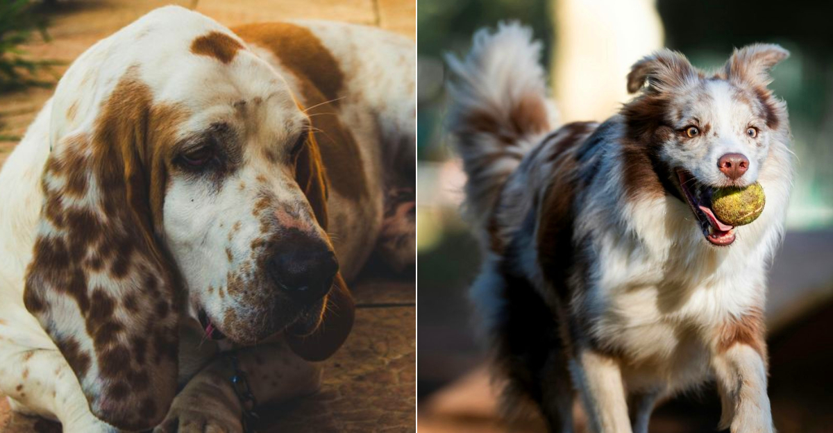 7 Dog Breeds That Sleep All Day And 6 That Never Seem To Run Out Of Energy