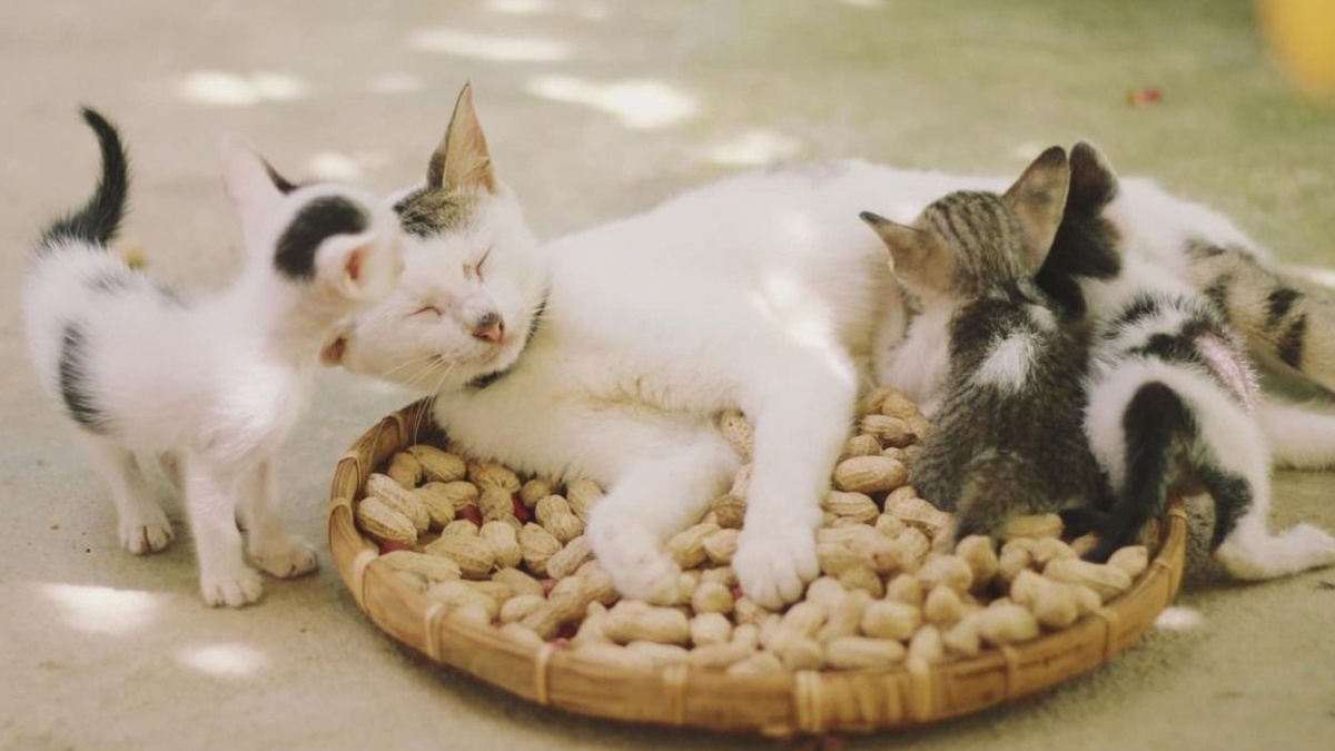 Toys and accessories your cat will love for staying active and happy