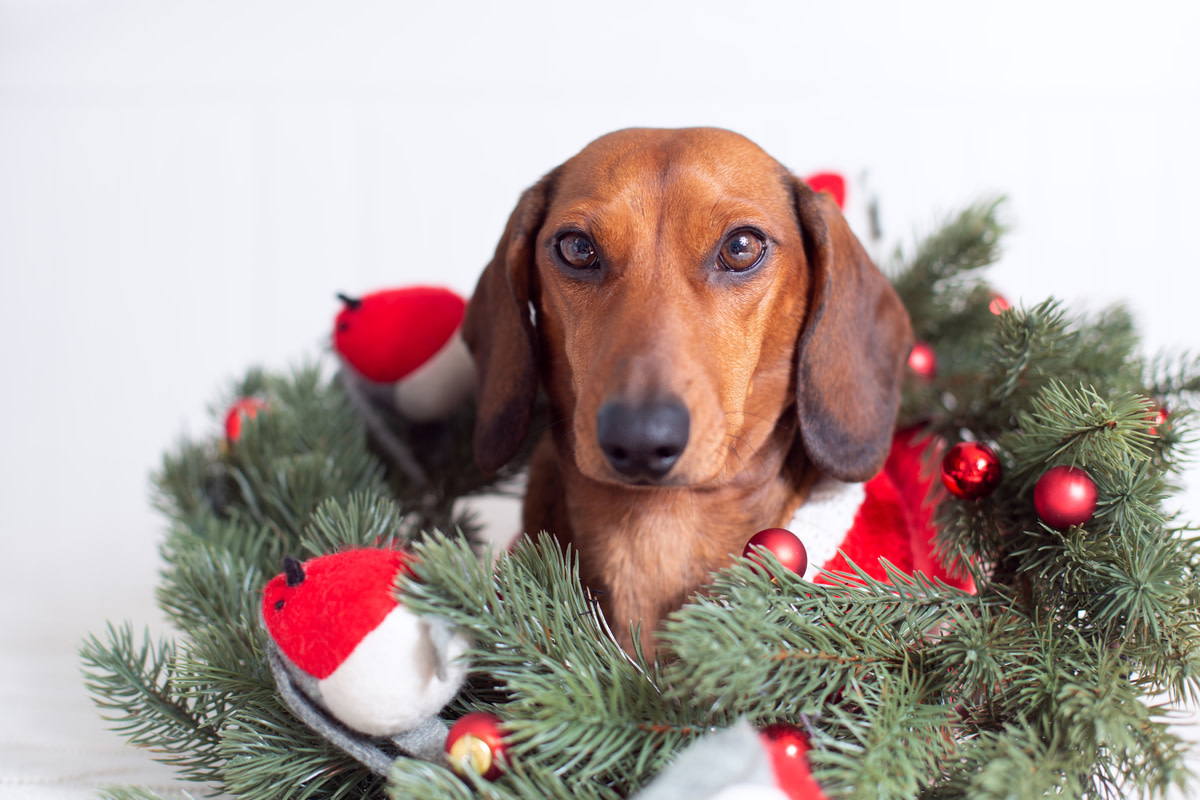 Dachshund With Grinch Feet Turns Into a Christmas Tree and We Can't Get ...