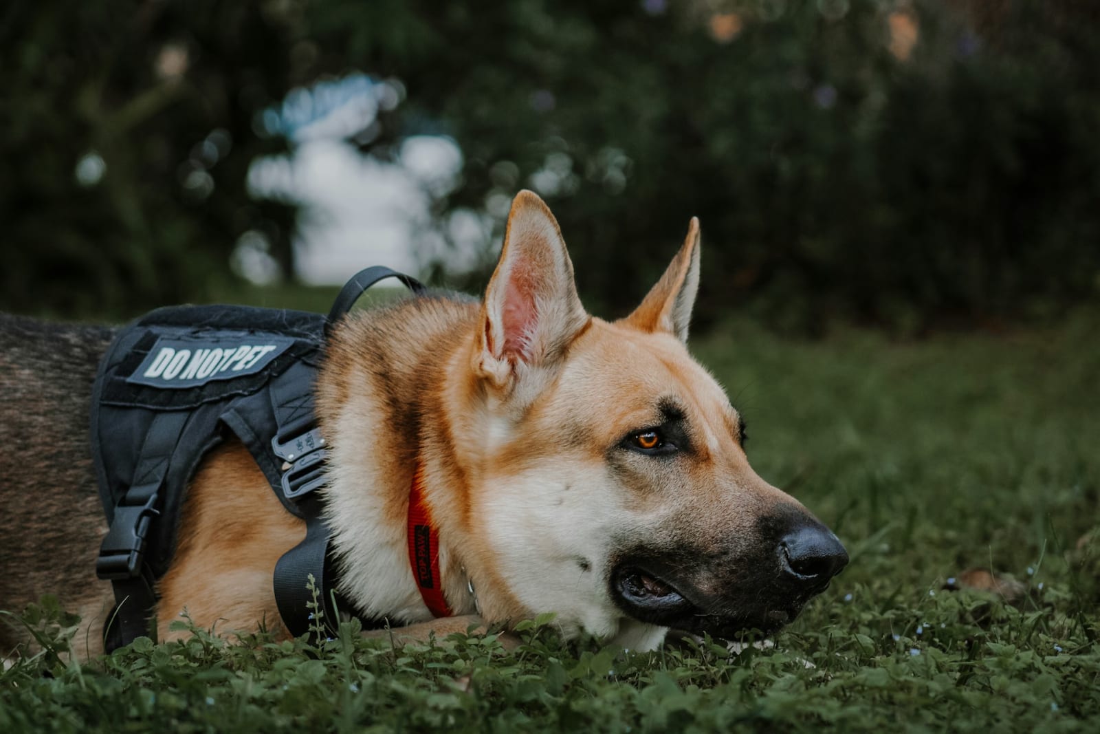 ICE Reveals 'Armed' Illegal Immigrant Gang Member Shot Police K-9 Dog ...