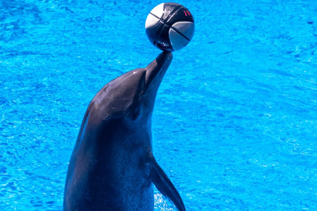 Scientists discover dolphins 'speak' more when learning new skills