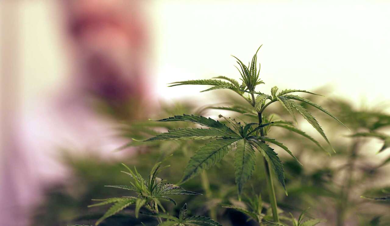 Houston may soon receive its first state-licensed THC dispensaries