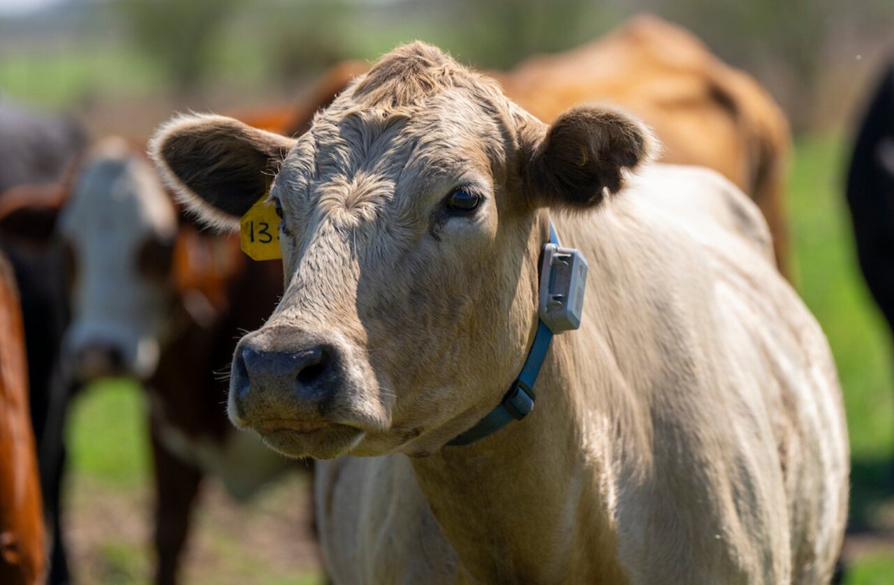 Data modeling drives war on cattle ticks