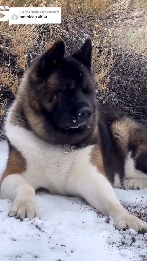 Why American Akitas Are Pure Love in the Snow