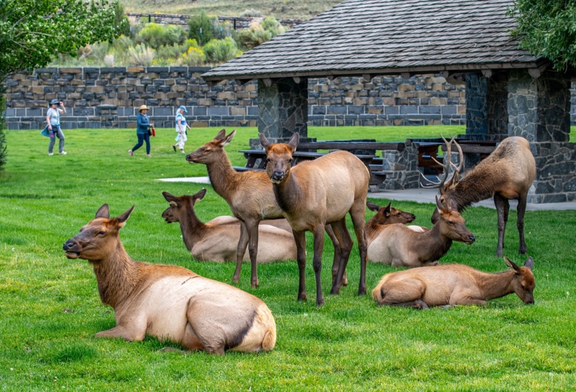 Massive herd of elk takes over Colorado neighborhood and it's truly a ...