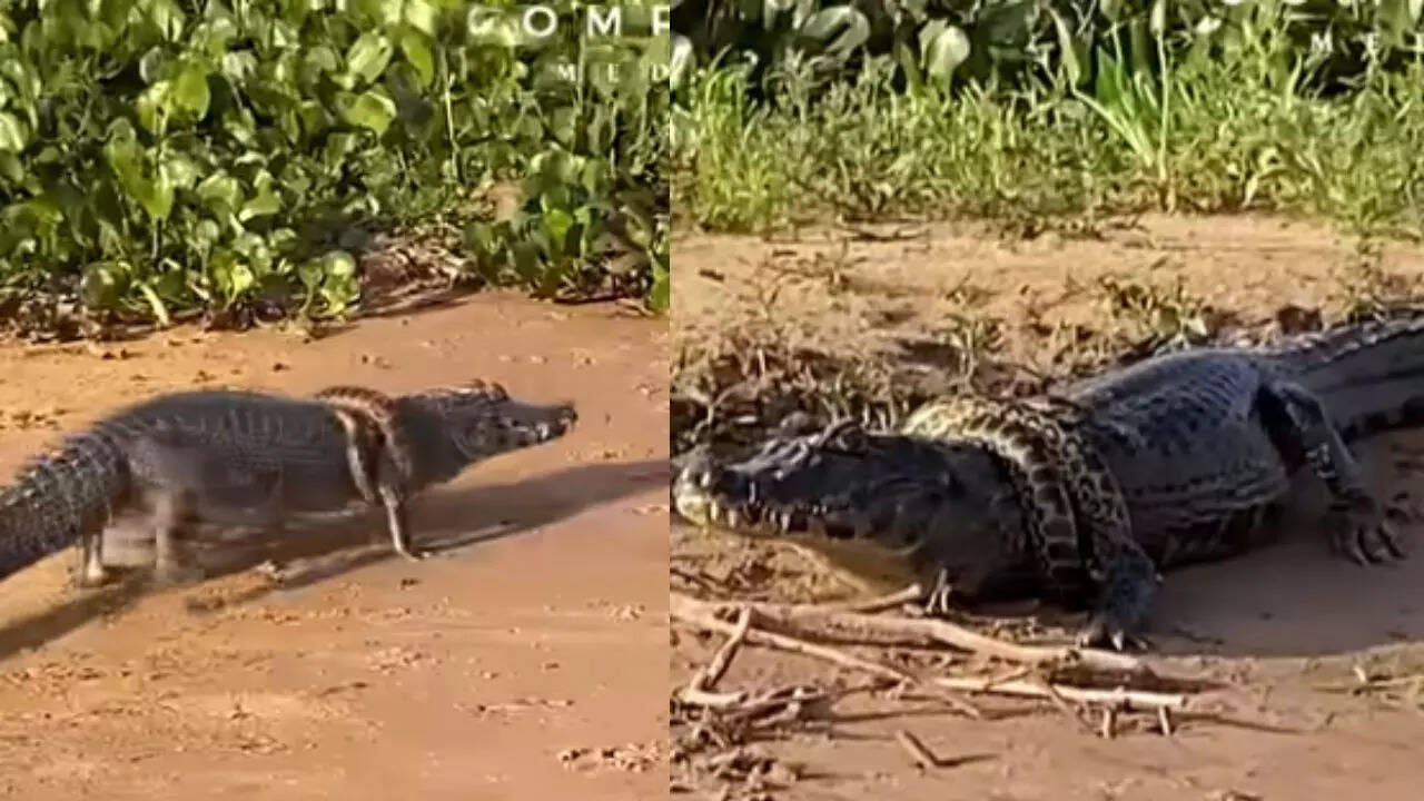 Watch: Caiman walks calmly while giant anaconda wraps around its body ...