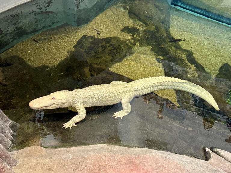 Claude the albino alligator, beloved resident of California Academy of ...