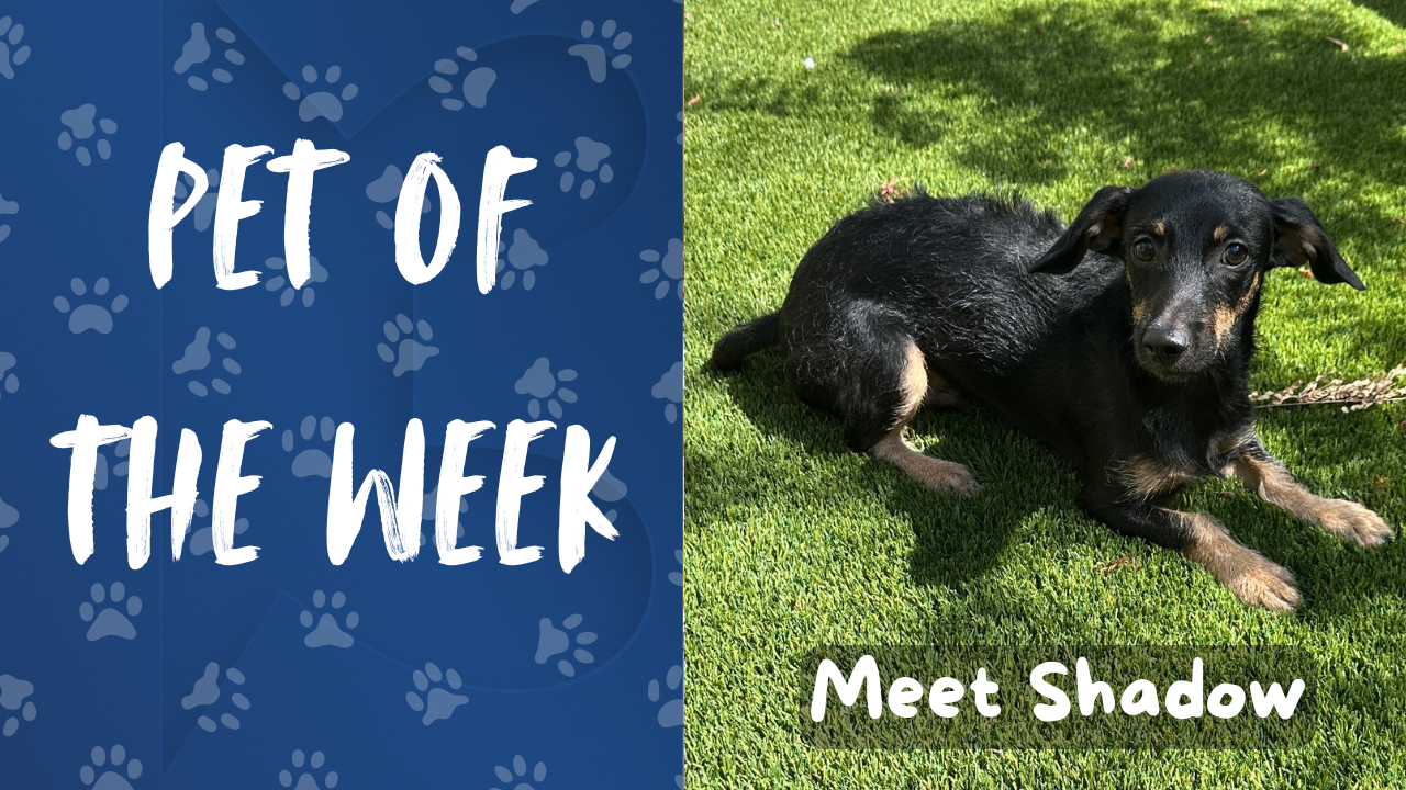 Pet of the Week: Meet Shadow!