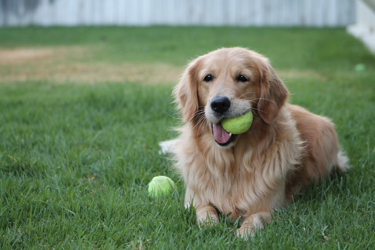 Finding a bucket of tennis balls makes this golden retriever's day